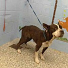 Boston Terrier Puppies - Boston Terrier Rescue and Adoption