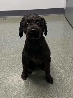 Topeka, KS - Poodle (Miniature). Meet Ernie a Pet for Adoption ...