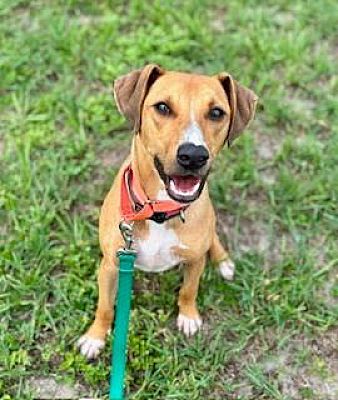 Winter Haven, FL - Black Mouth Cur. Meet Spoons a Pet for Adoption ...