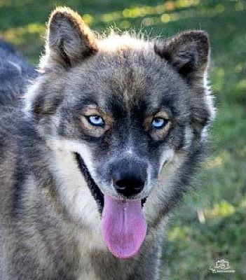 Andover, CT - Husky. Meet BERKLEY a Pet for Adoption - AdoptaPet.com