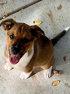 HAGERSTOWN, MD - Beagle/German Shepherd Dog. Meet MORGAN a Pet for ...