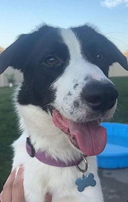 Lincoln, NE - Border Collie/Labrador Retriever. Meet Kismet a Pet for ...