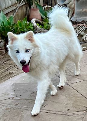 Reno, CA - Siberian Husky/American Eskimo Dog. Meet Puff a Pet for ...