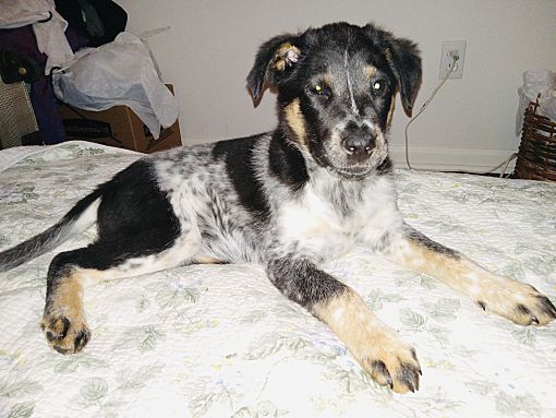 Berkley, MI - Border Collie. Meet Mable a Pet for Adoption - AdoptaPet.com