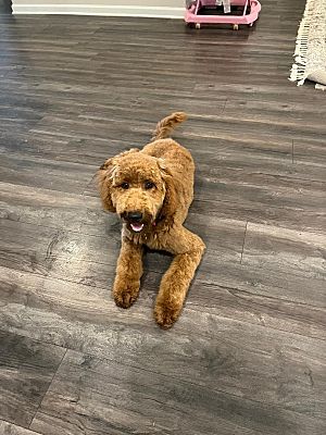 Calera, AL - Goldendoodle. Meet Izzy a Pet for Adoption - AdoptaPet.com