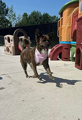 Green Bay, WI - Mutt. Meet Lina a Pet for Adoption - AdoptaPet.com