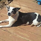 Boston Terrier Puppies - Boston Terrier Rescue and Adoption