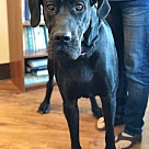 Great Dane Puppies - Great Dane Rescue and Adoption Near You