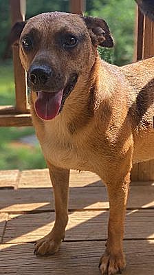 Philadelphia, PA - Beagle/Terrier (Unknown Type, Medium). Meet Barney a ...