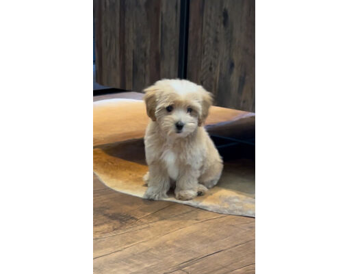 Detroit, MI - Coton de Tulear/Poodle (Miniature). Meet Loreal a Pet for ...