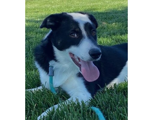 Hamilton, MT - Border Collie/Mixed Breed (Medium). Meet Pepe a Pet for ...