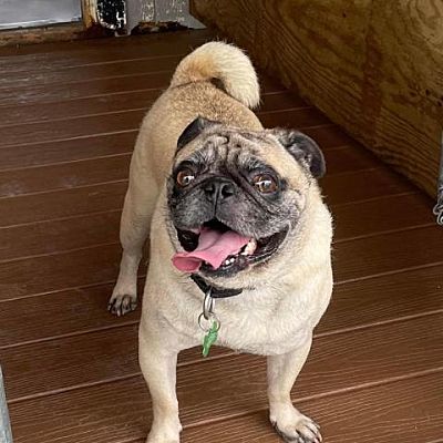 FREEPORT, FL - Pug. Meet Zeke a Pet for Adoption - AdoptaPet.com