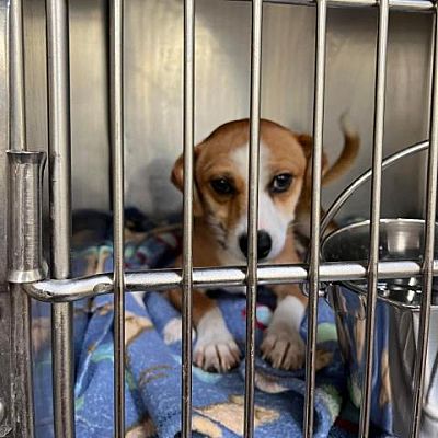 Chino Hills, CA - Dachshund. Meet Ogden- Chino Hills Location a Pet for Adoption - AdoptaPet.com