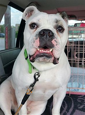Anderson, SC - American Bulldog. Meet KING a Pet for Adoption ...