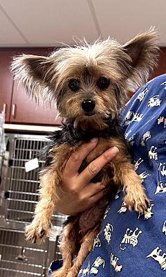 Chester, CT - Yorkie, Yorkshire Terrier. Meet Princess / Harper a Pet ...