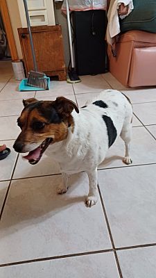 Buena Park, CA - Jack Russell Terrier. Meet Honolulu a Pet for Adoption ...