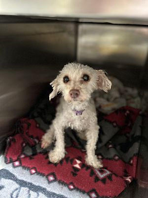 Lynnwood, WA - Tea Cup Poodle/Miniature Poodle. Meet Madden a Pet for ...