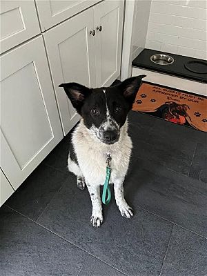 Boston, MA - Border Collie. Meet Trevor a Pet for Adoption - AdoptaPet.com