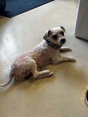 Fort Riley, KS - Maltese. Meet Pacino a Pet for Adoption - AdoptaPet.com