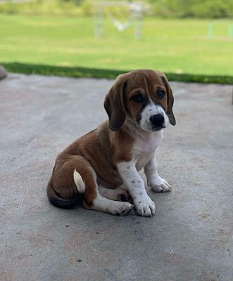 Oklahoma City, OK - Basset Hound. Meet Darcy a Pet for Adoption ...