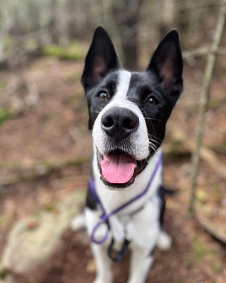 Barre, VT - Mixed Breed (Medium). Meet Mutt a Pet for Adoption ...