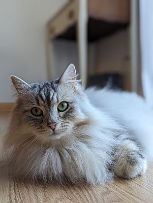 Lino Lakes, MN - Siberian. Meet Macie a Pet for Adoption - AdoptaPet.com