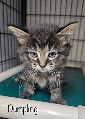 Ridgely, MD - Domestic Mediumhair. Meet Dumpling a Pet for Adoption ...