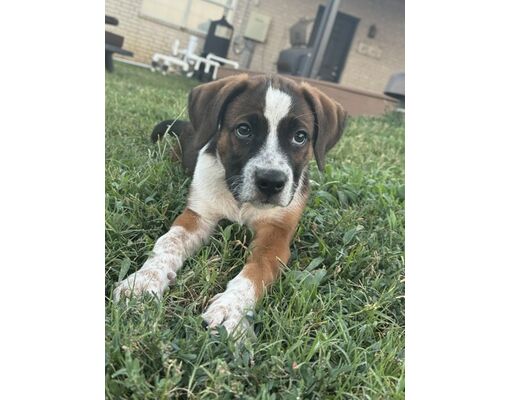 Fort Worth, TX - Boxer/Mixed Breed (Medium). Meet Cliff a Pet for ...