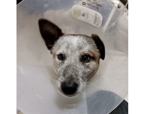 Simi Valley, CA - Australian Shepherd. Meet Zonker a Pet for Adoption ...