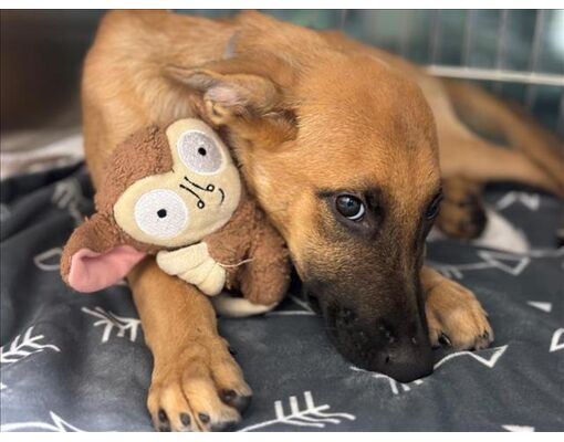 Houston, TX - German Shepherd Dog. Meet MASHA a Pet for Adoption ...