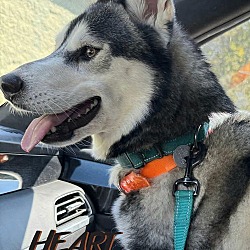 Millersville, MD - Siberian Husky. Meet Ember a Pet for Adoption ...