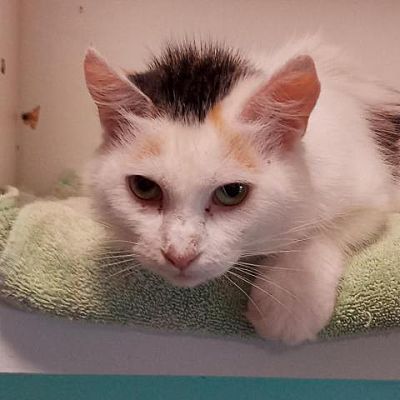 Cabot, AR - Domestic Mediumhair. Meet Jeanie a Pet for Adoption ...