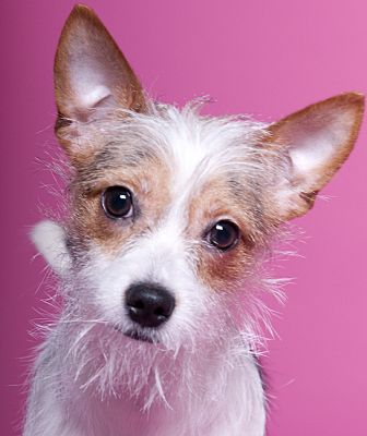 Chicago, IL - Yorkie, Yorkshire Terrier/Rat Terrier. Meet Miley a Pet ...