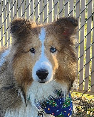 Grayslake, IL - Sheltie, Shetland Sheepdog. Meet Noah a Pet for ...