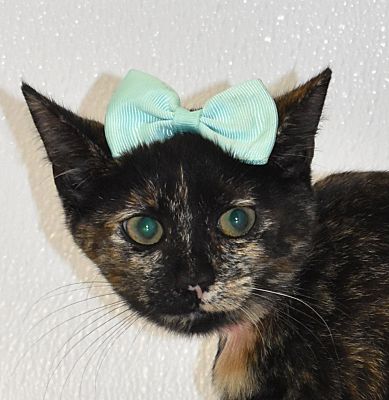 Springfield, OH - Domestic Shorthair. Meet Baby Ruth a Pet for Adoption ...