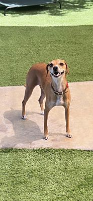Los Angeles, CA - Italian Greyhound/Beagle. Meet Mia a Pet for Adoption ...