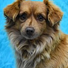 Pomeranian Puppies - Pomeranian Rescue and Adoption Near You