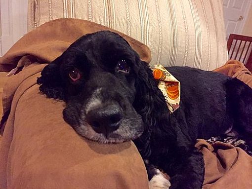 Flushing, NY - Cocker Spaniel. Meet Simon a Pet for Adoption ...