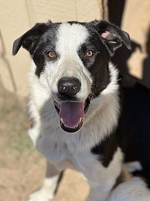 Johnston, RI - Border Collie. Meet Stevie a Pet for Adoption ...