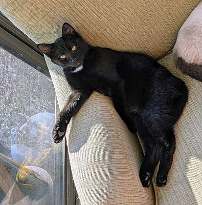 Perrysburg, OH - Bombay. Meet Wesson a Pet for Adoption - AdoptaPet.com