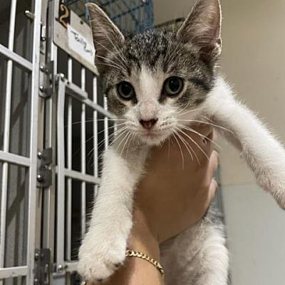 St. Thomas, VI - Domestic Shorthair. Meet Harrison a Pet for Adoption ...