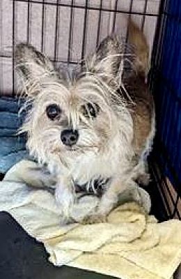 Madison, TN - Yorkie, Yorkshire Terrier. Meet Sally a Pet for Adoption ...