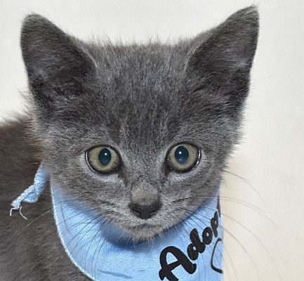 Springfield, OH - Domestic Shorthair. Meet Smokee a Pet for Adoption ...