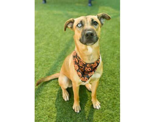 Dallas, TX - Mixed Breed (Medium). Meet FREYA a Pet for Adoption ...