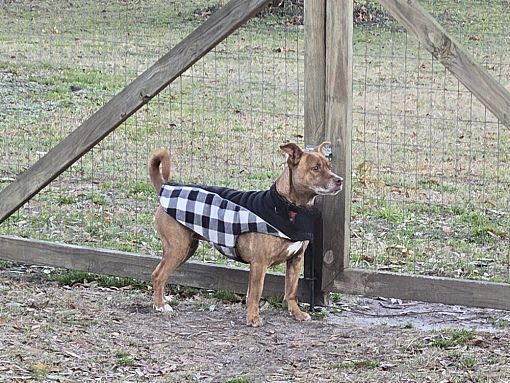 Youngsville, NC - Basset Hound/Basenji. Meet Charlie a Pet for Adoption ...