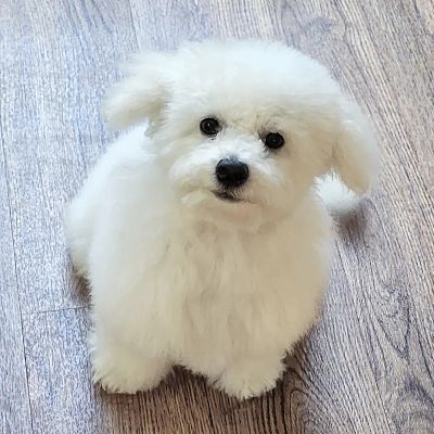 Richland, WA - Bichon Frise. Meet Neo a Pet for Adoption - AdoptaPet.com