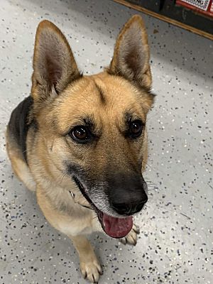 Seattle, WA - German Shepherd Dog. Meet CHEEKY a Pet for Adoption ...