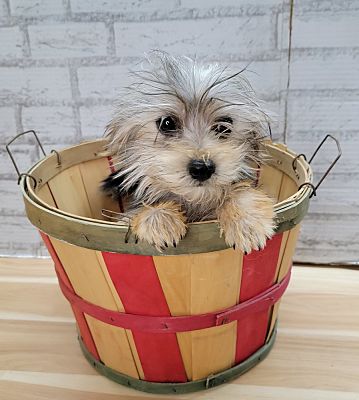 Sedalia, CO - Maltese/Yorkie, Yorkshire Terrier. Meet Dandelion a Pet ...