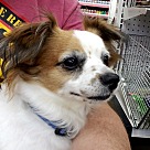 Papillon Puppies - Papillon Rescue and Adoption Near You