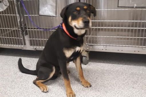 Houston, TX - Rottweiler. Meet YOGI BEAR a Pet for Adoption - AdoptaPet.com